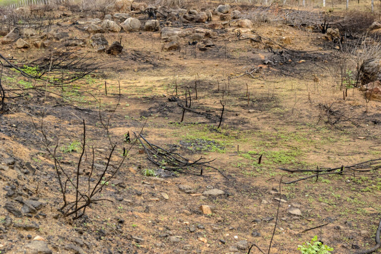 Estudo da Sudene revela avanço da desertificação sobre o Matopiba ...