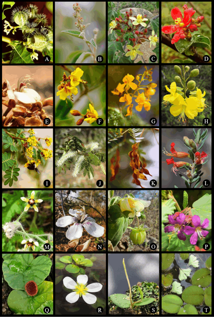 Pesquisa inédita amplia conhecimento sobre a flora da Caatinga e ...